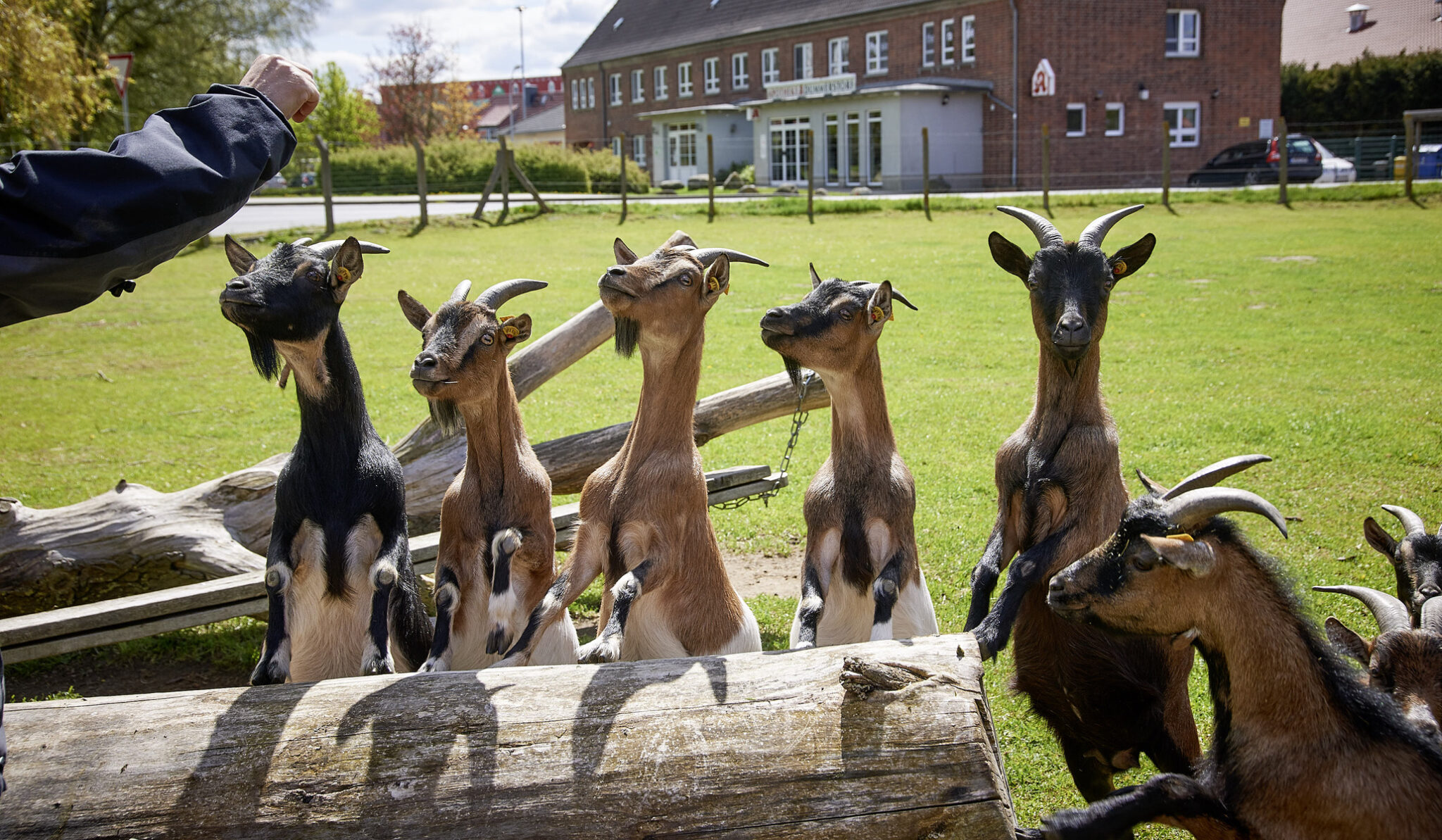 Are Goats Smart? Revealing Goat Intelligence - Goat Journal
